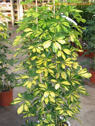 Schefflera 3
