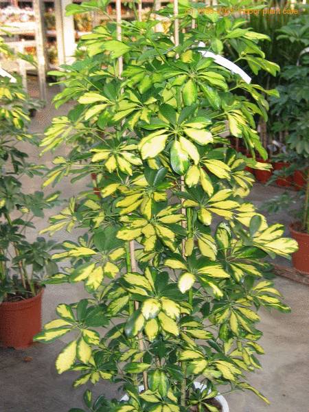 schefflera 3