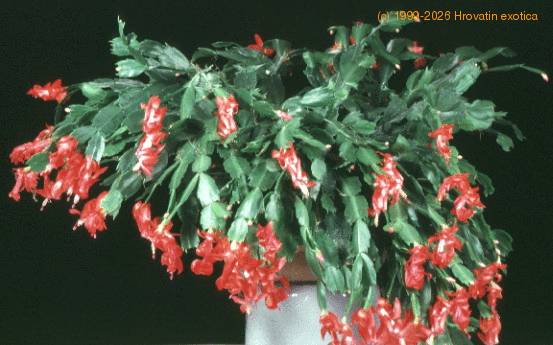 schlumbergera truncata 1004