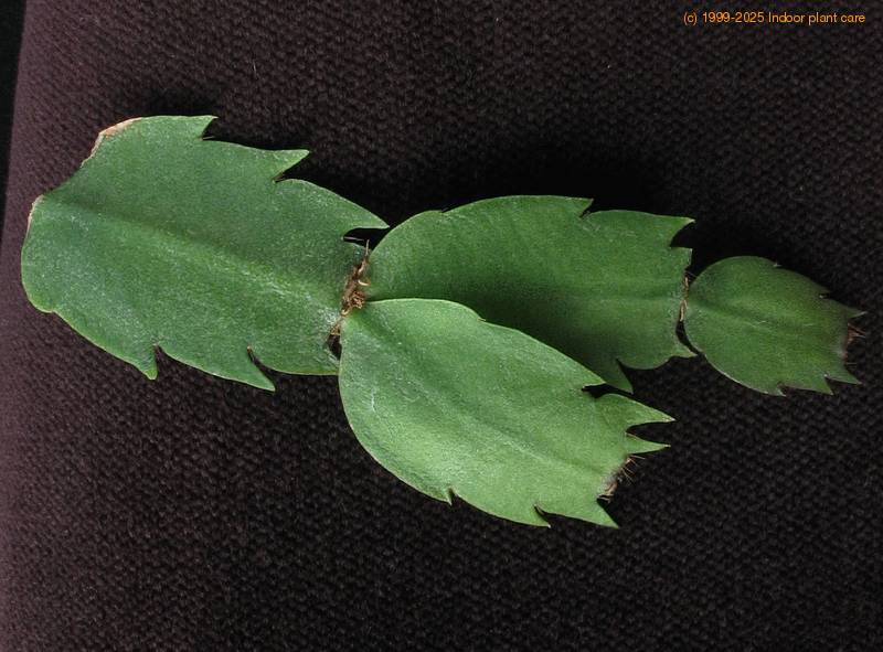 schlumbergera truncata leaf