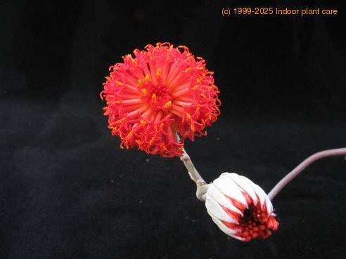 Senecio abyssinicus 03