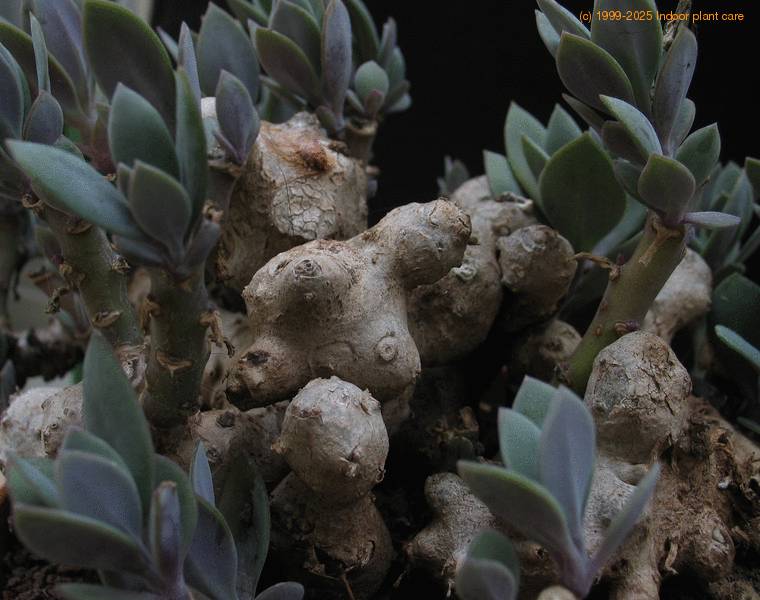 senecio abyssinicus sic