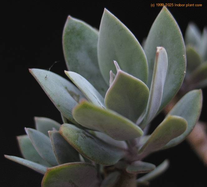 senecio abyssinicus sil