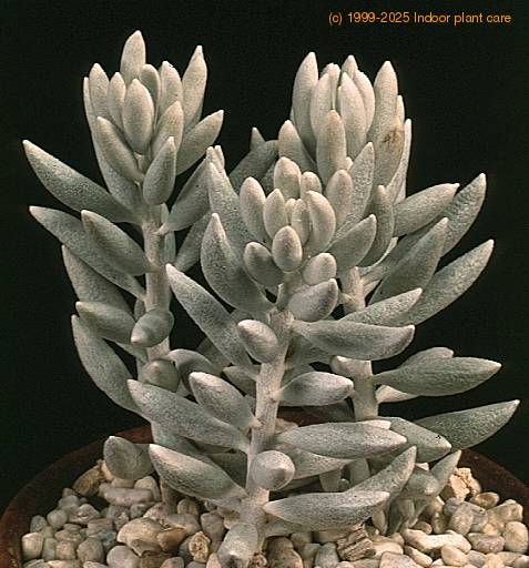 senecio haworthii sib