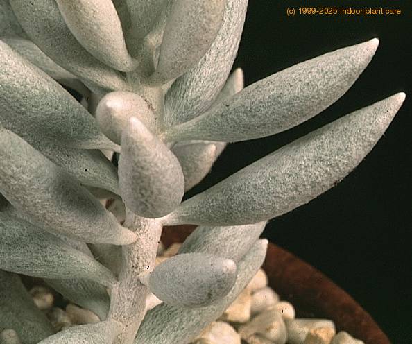 senecio haworthii sil