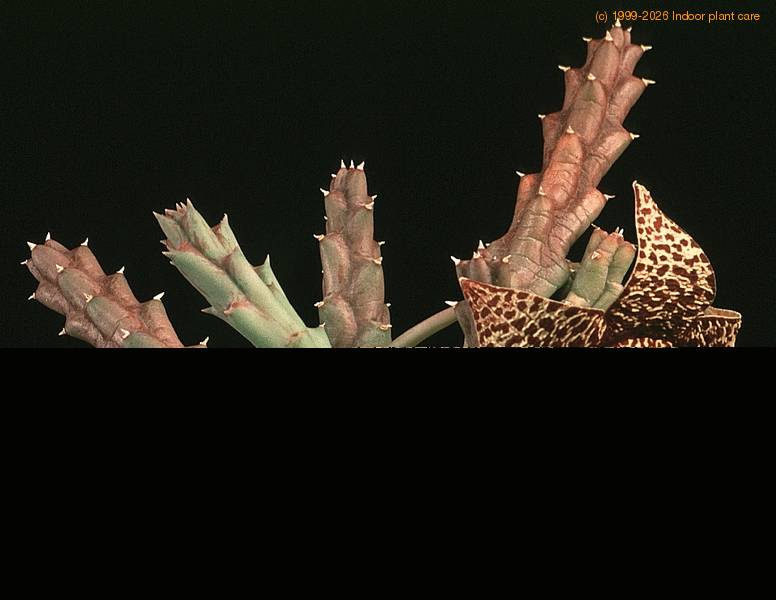 stapelia variegata 1271