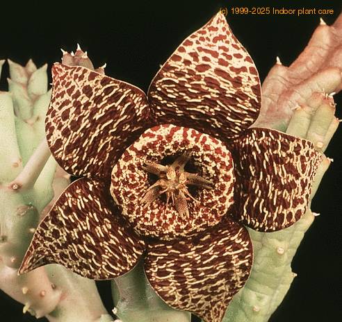Stapelia variegata 1272