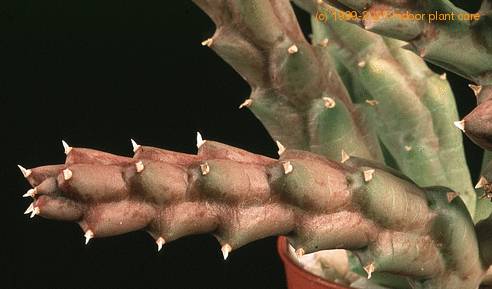 Stapelia variegata 1273