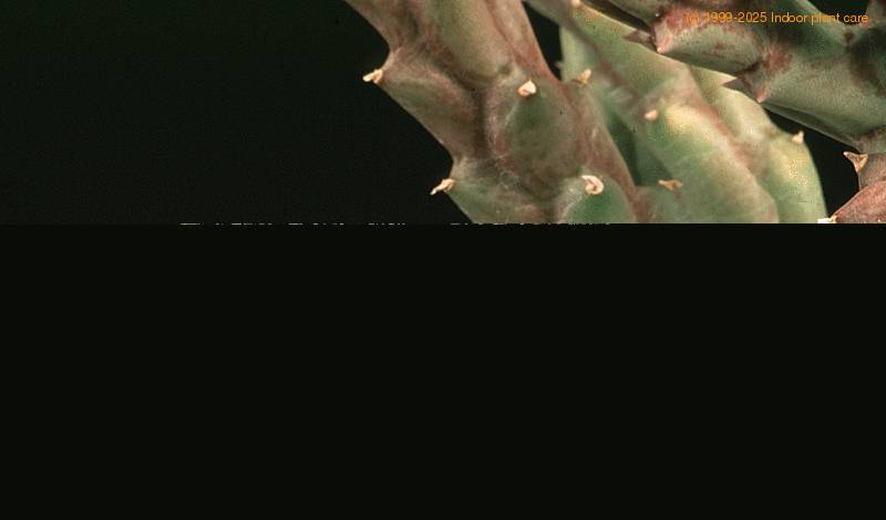 stapelia variegata 1273