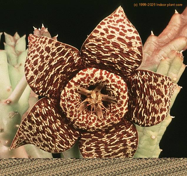 stapelia variegata sis
