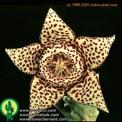 stapelia variegata var rogosa flower 1365