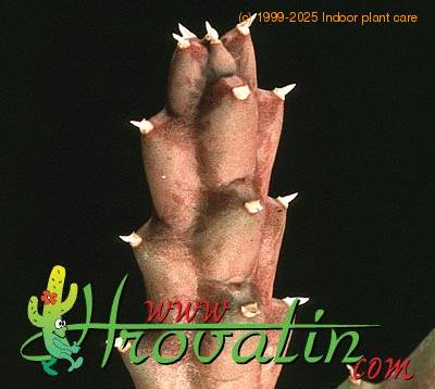 stapelia variegata var rogosa leaf 1273