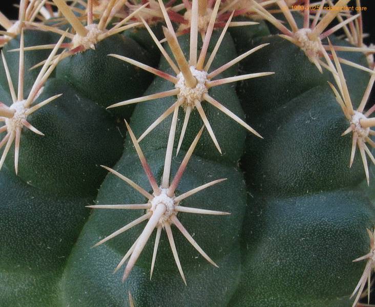 Thelocactus wagnerianus