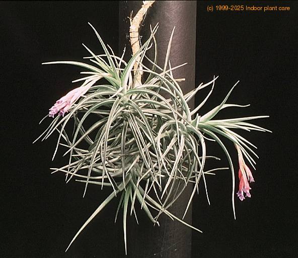 tillandsia tenuifolia 3126