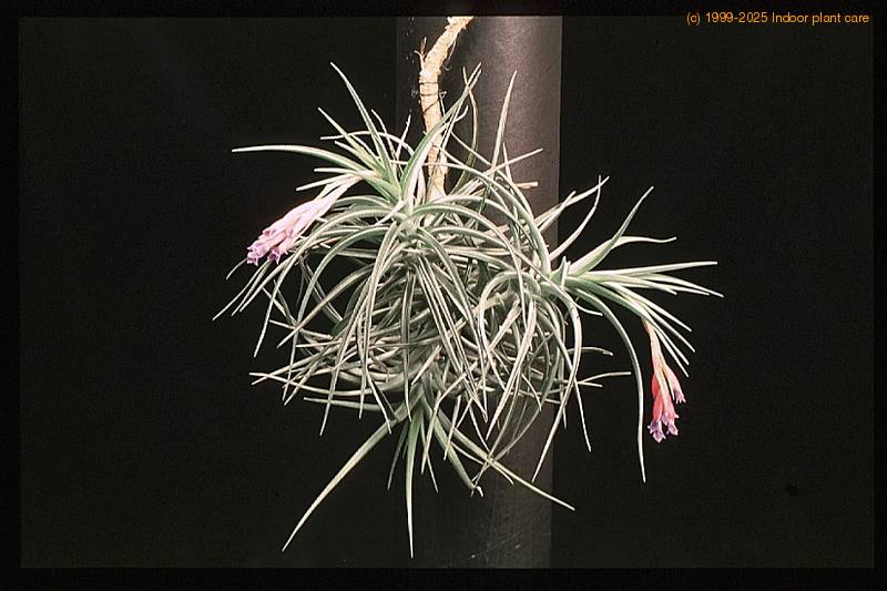 tillandsia tenuifolia 3126