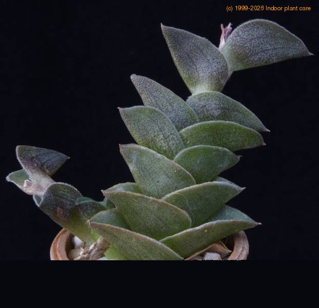 tradescantia navicularis mop