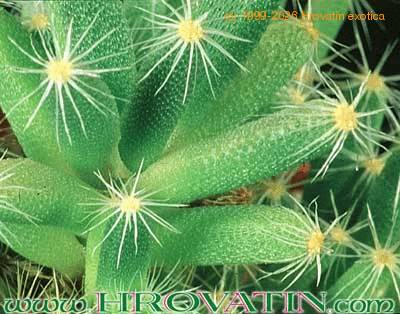 trichodiadema densum thorn 1522