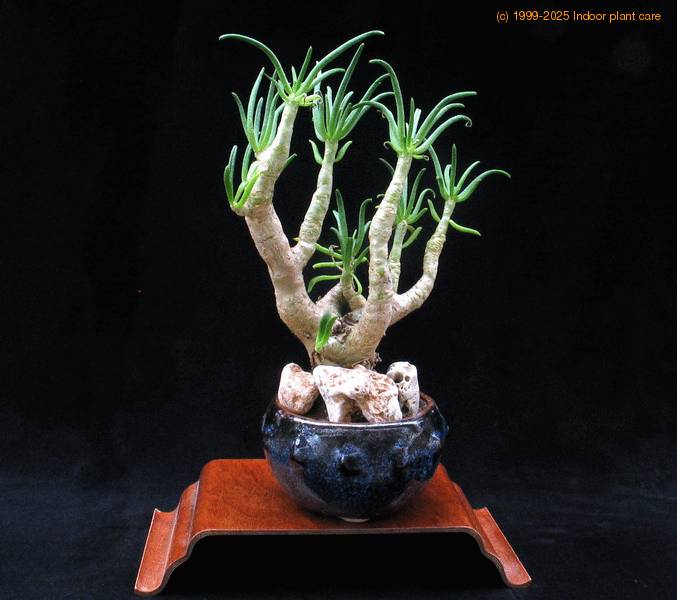 cotyledon reticulata