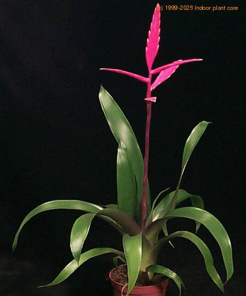 vriesea hybrid margot 2