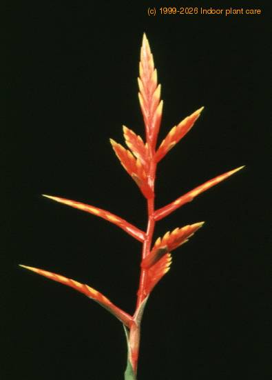 vriesea species 1994