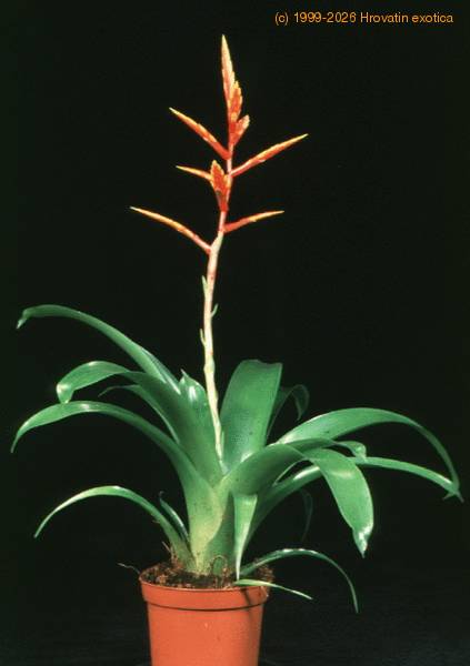 vriesea species 1995