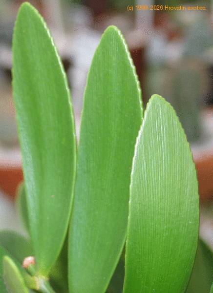 zamia zamifolia 2